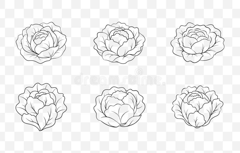 Print Detailed Lettuce Line Art Vector Set Illustrations for Design and ...