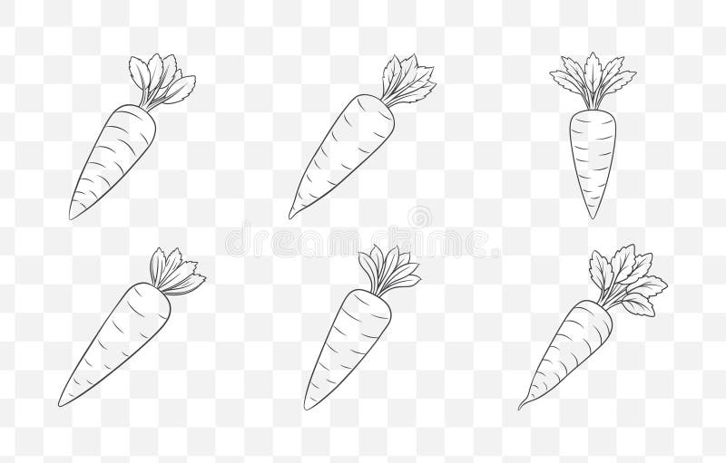 Print Carrot Line Art Vector Set Detailed Illustrations of Root ...