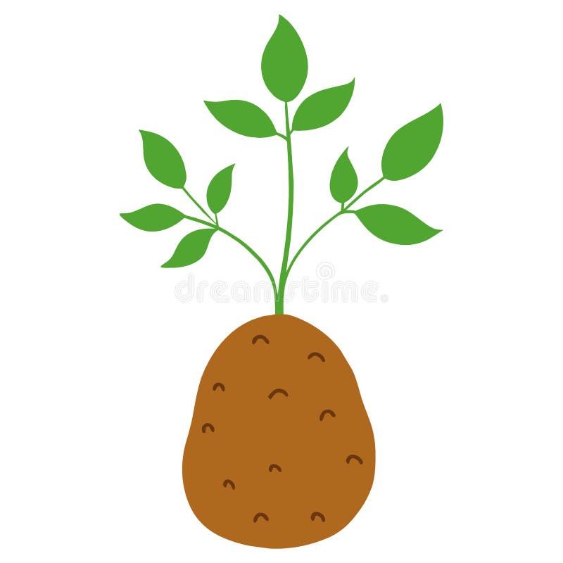 Potato Plant Vegetable, Isolated Background. Stock Vector ...