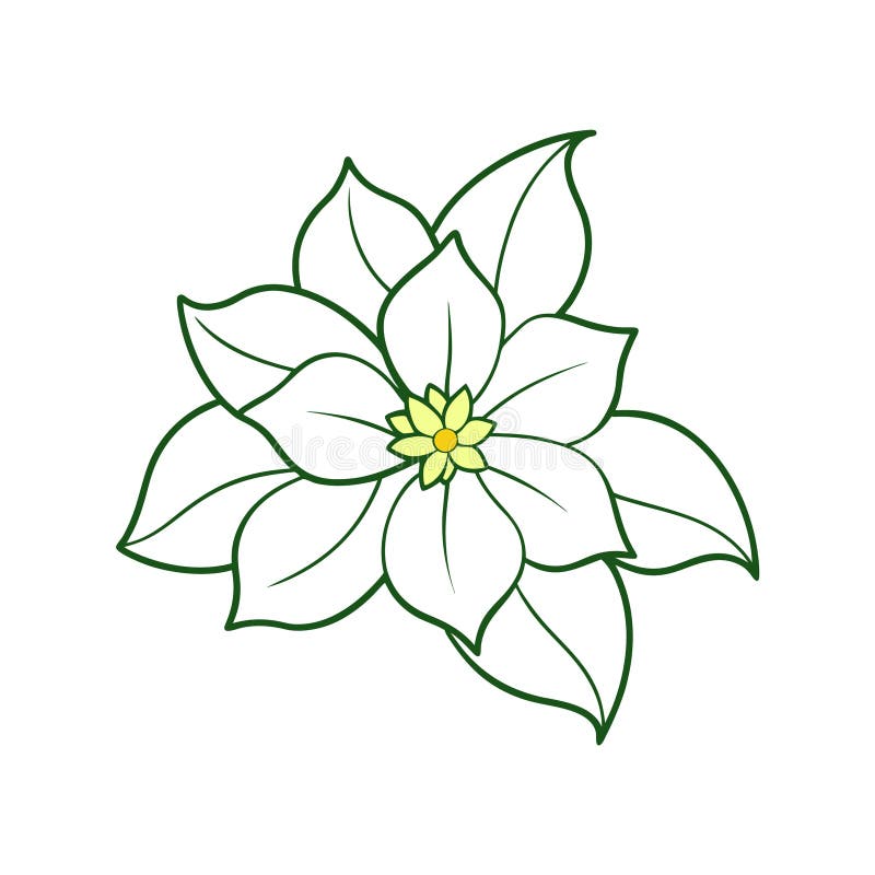 Elegant Jasmine Flower Vector Stock Vector - Illustration of blooms ...