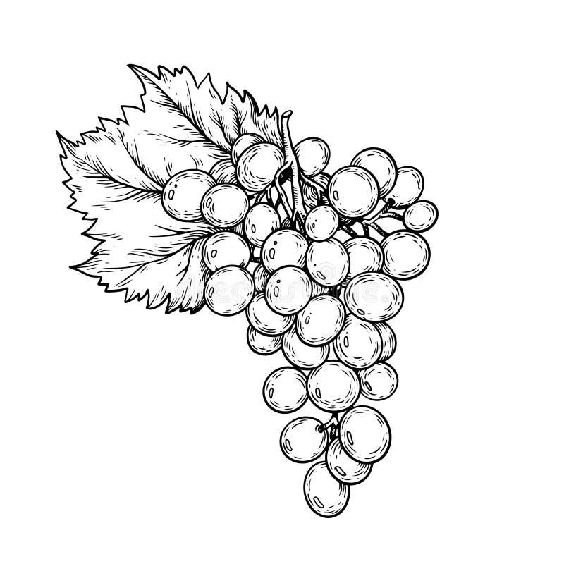 Vector Line Art Bunch of Grapes on White Background. Stock Vector ...