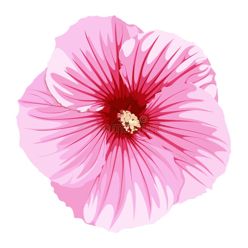 Vector Tropical Pink Hibiscus Flower Isolated on White Background ...