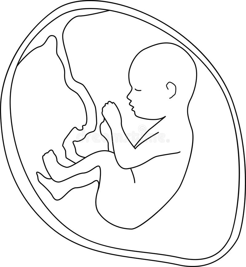 Baby Fetal Position Stock Illustrations – 145 Baby Fetal Position Stock ...