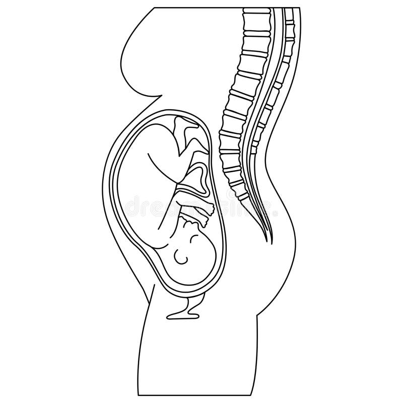 Sectional Drawing of a Pregnant Woman. Illustration with Simple Lines ...