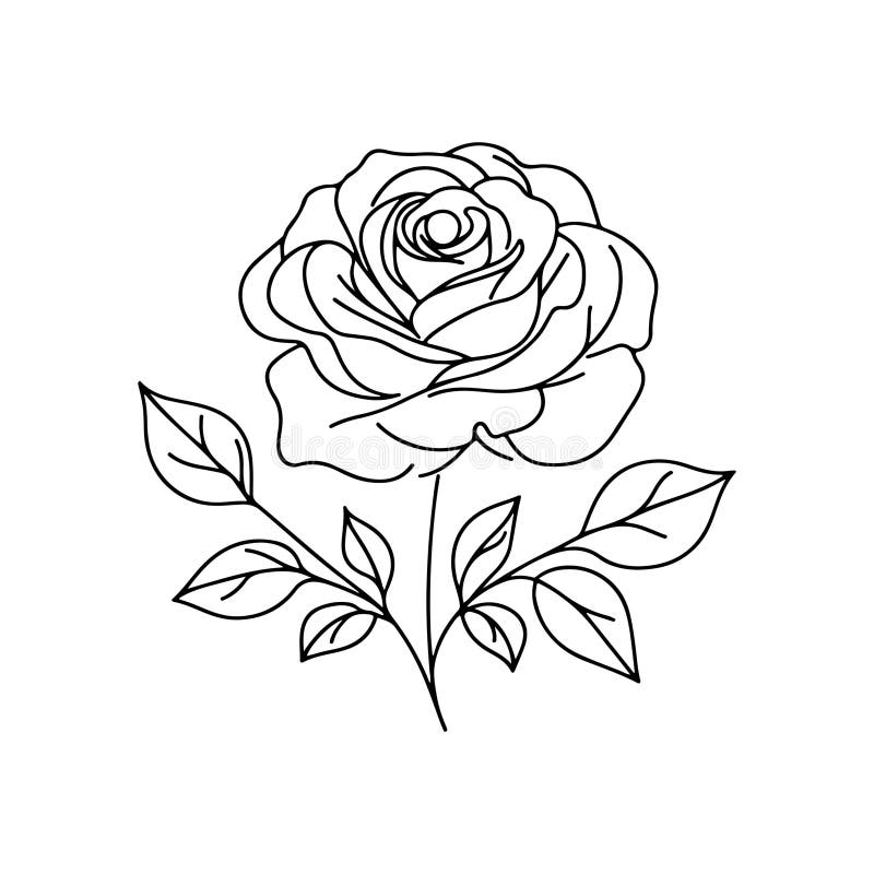 Detailed Rose Line Drawing Vector for Tattoo and Art Stock Vector ...