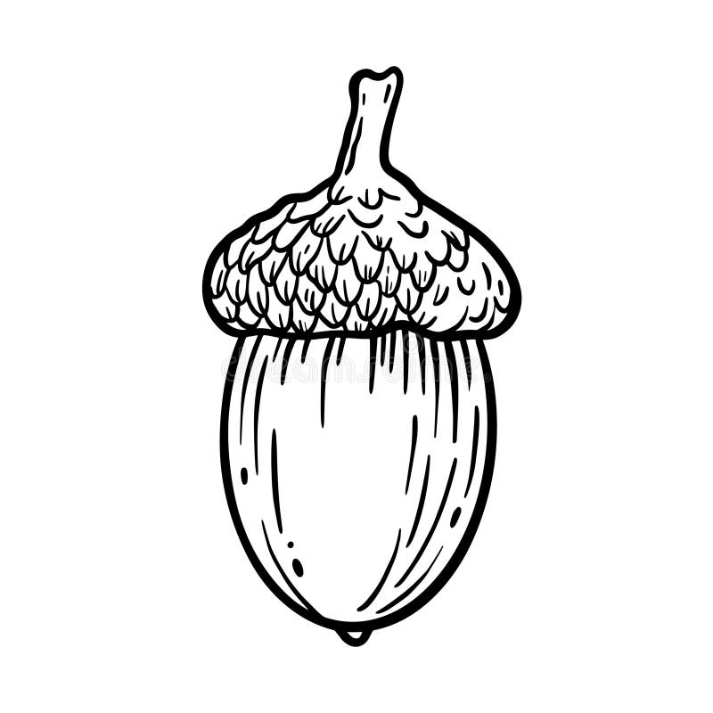 Vector Acorn Line Art. Botanic Linear Illustration Stock Vector ...