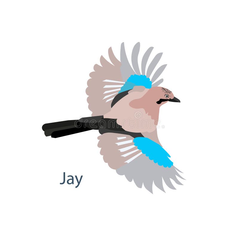 Jay is Flying. European Forest Bird Flat Design Stock Vector ...