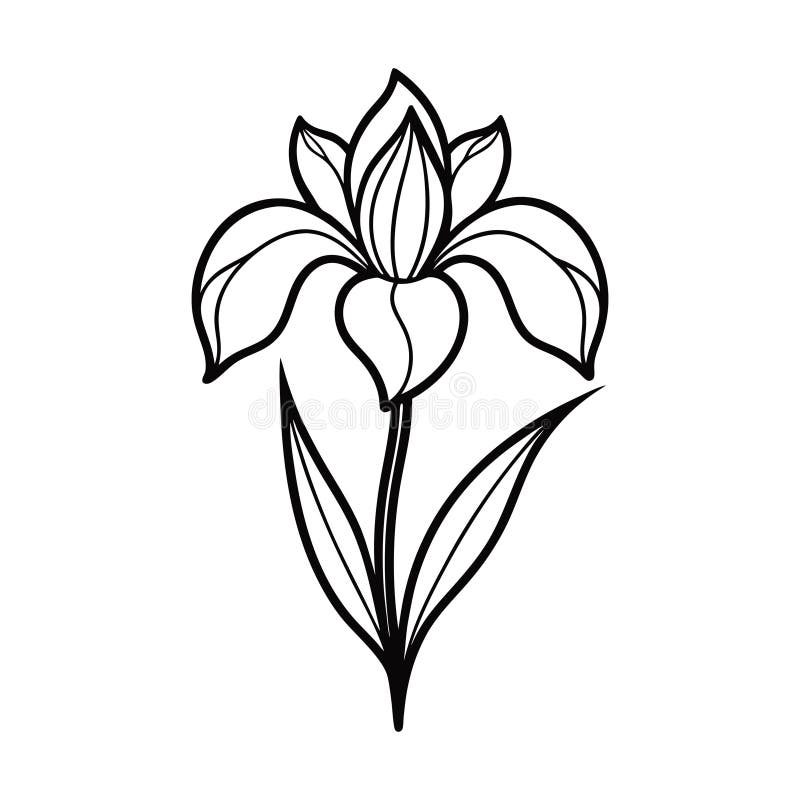 Elegant Line Art Iris Flower Black and White Icon Vector Illustration ...