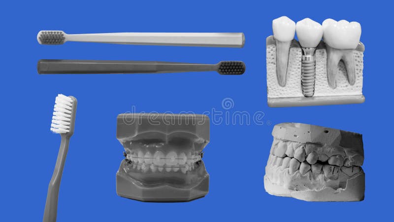 Toothbrush and Mouth Anatomical Model for Dentist Stock Vector ...