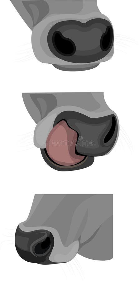 Bull nose and mouth, stock vector. Illustration of vector - 345450311