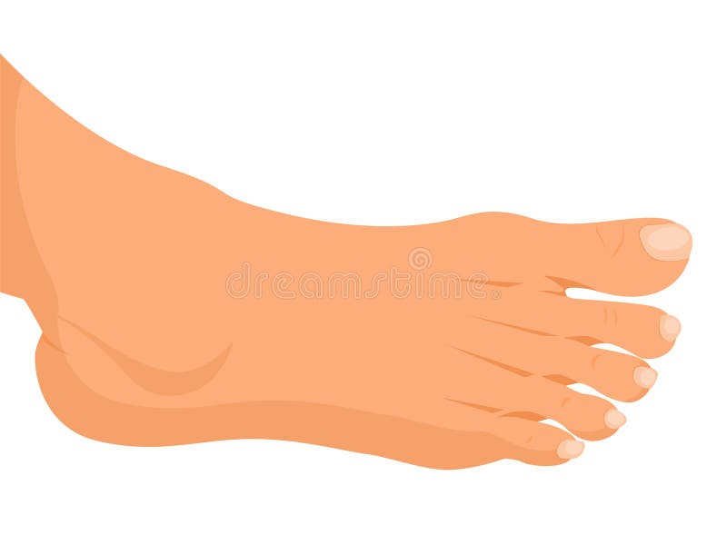 Human Feet, leg stock vector. Illustration of vector - 345456396