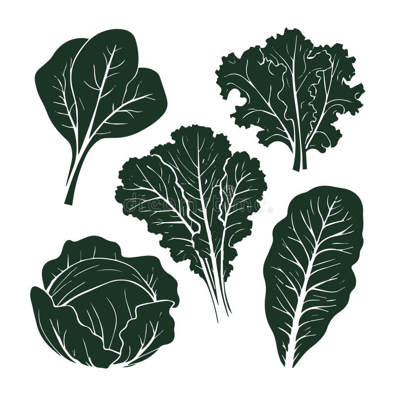 Leafy Green Vegetables Clip Art Kale Cartoon Cut Out Stock Images