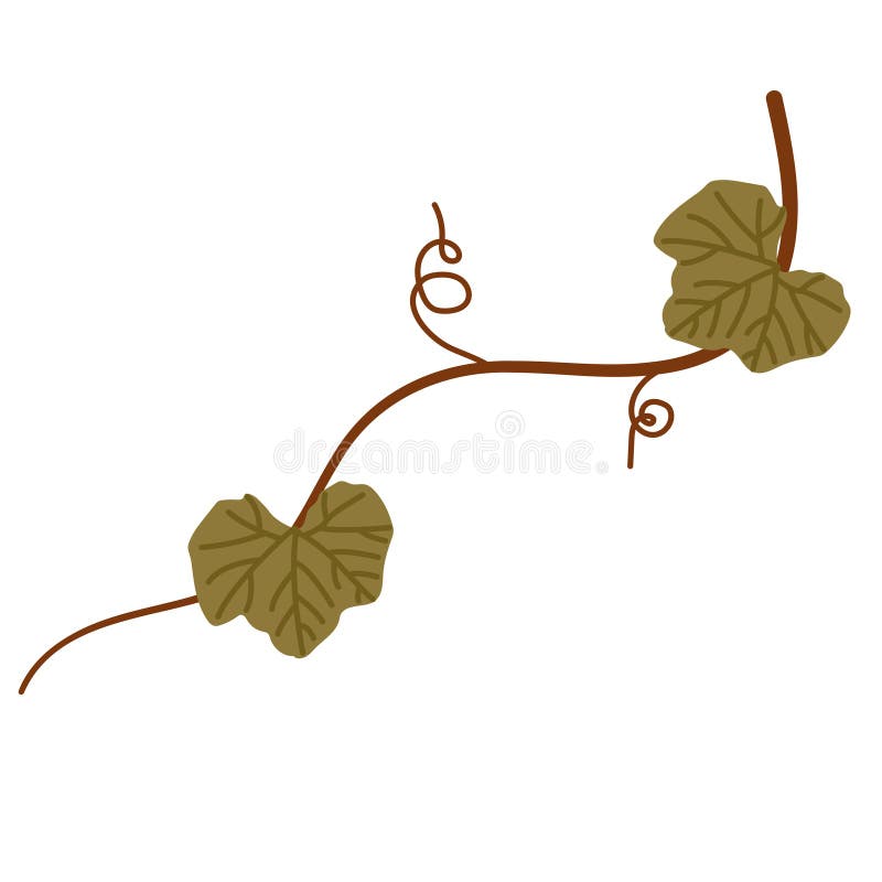 Tendril of a Pumpkin Plant Vector Image, Pumpkin Plant Leaf Tendrils ...