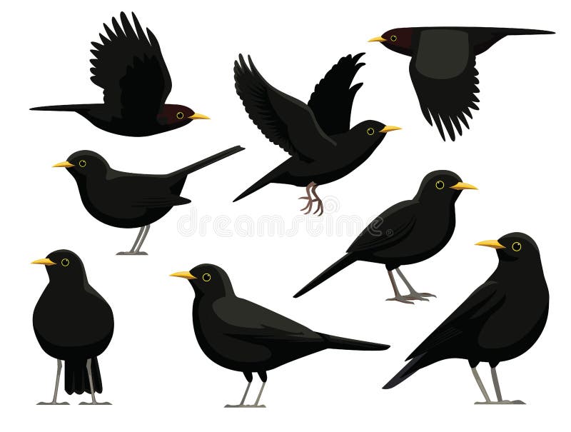Common Blackbird Thrush Various Poses Cartoon Vector Character Stock ...