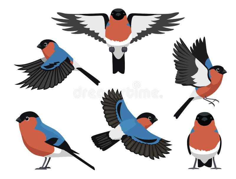 Bullfinch Finch Bird Various Poses Cartoon Vector Character Stock ...