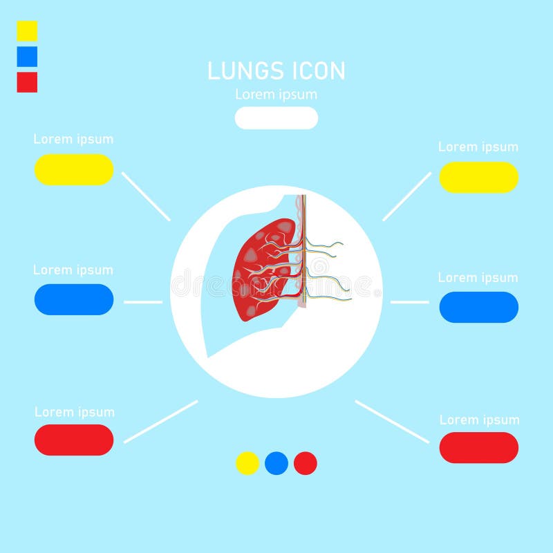 Lungs info graphic icon stock vector. Illustration of line - 350542786