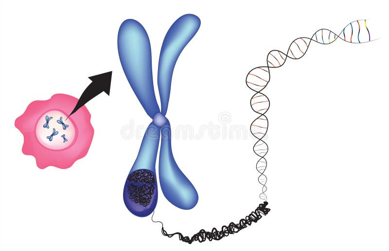 Chromosomal Drawing Stock Illustrations – 48 Chromosomal Drawing Stock ...