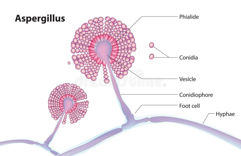 Aspergillus Species Stock Illustrations – 11 Aspergillus Species Stock ...