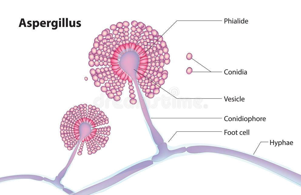 Aspergillus structure stock vector. Illustration of food - 351787686
