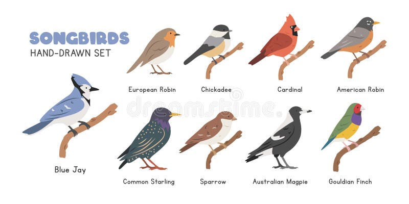 Australian Magpie Illustrations Stock Illustrations – 8 Australian ...