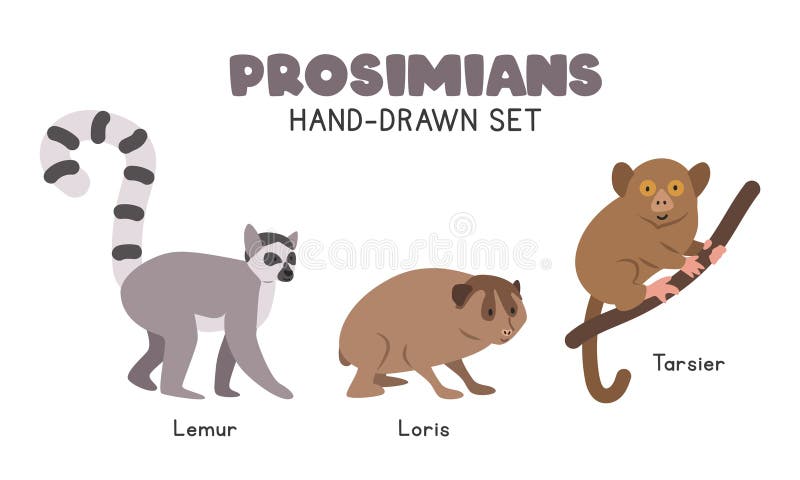 Prosimians Stock Illustrations – 10 Prosimians Stock Illustrations ...