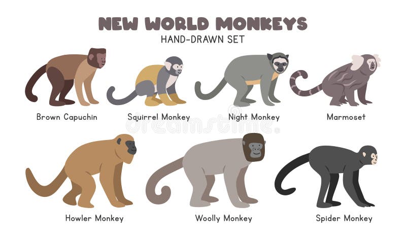 New World Monkeys Cartoon Clipart Set Tufted Capuchin, Squirrel Monkey, Marmoset, Brown Howler ...