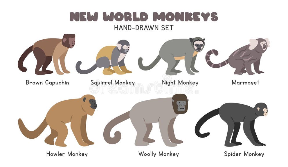 New World Monkeys Cartoon Clipart Set Tufted Capuchin, Squirrel Monkey ...