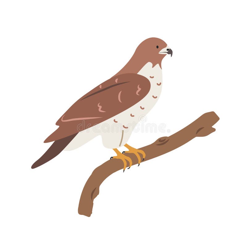 Hawk Cartoon Clipart. Hawk Vector Illustration in Flat Style Stock ...