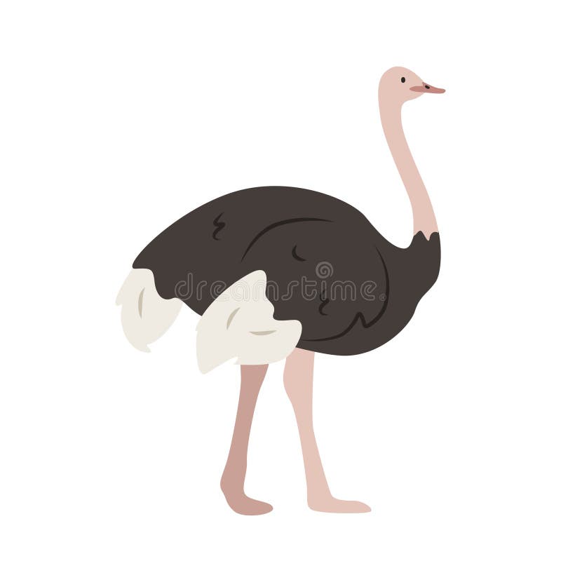 Common Ostrich Cartoon Clipart. Ostrich Vector Illustration in Flat ...