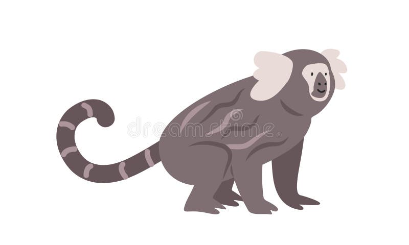 Common Marmoset Cartoon Clipart. White-tufted Marmoset Vector ...