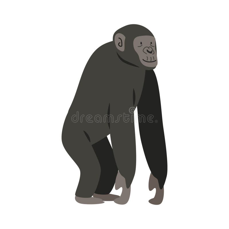 Bonobo Cartoon Clipart. Great Ape Bonobo Vector Illustration in Flat ...