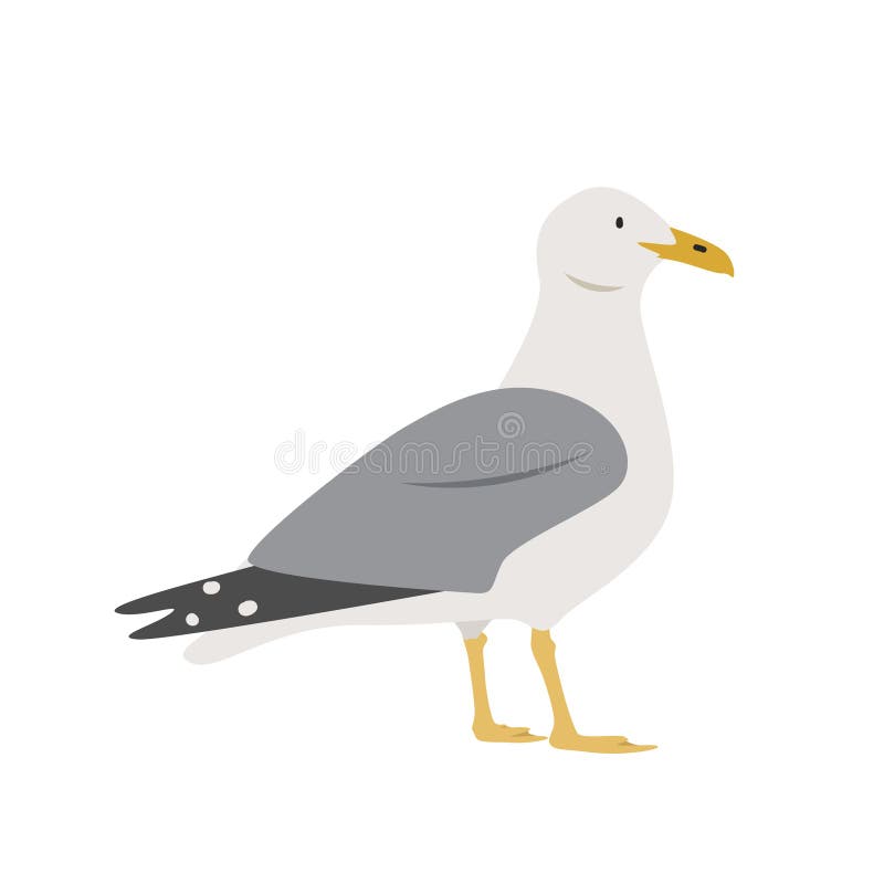 Seagull Cartoon Clipart. Seagull or Common Gull Vector Illustration in ...
