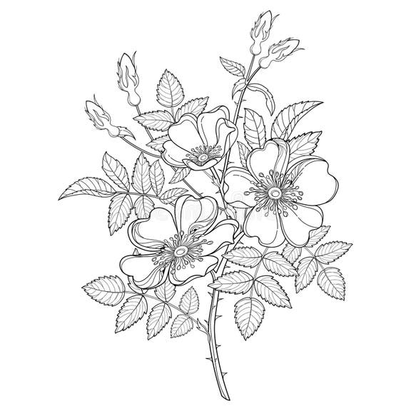 Stem with Outline Rosa Arkansana or Wild Prairie Rose in Black Isolated ...