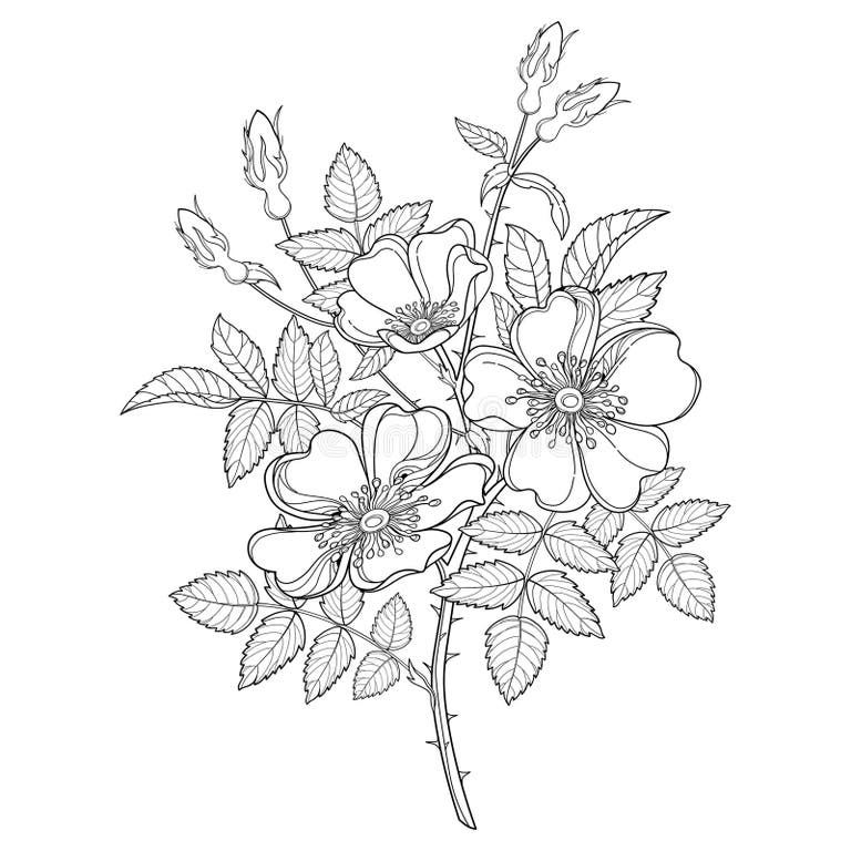 Stem with Outline Rosa Arkansana or Wild Prairie Rose in Black Isolated ...