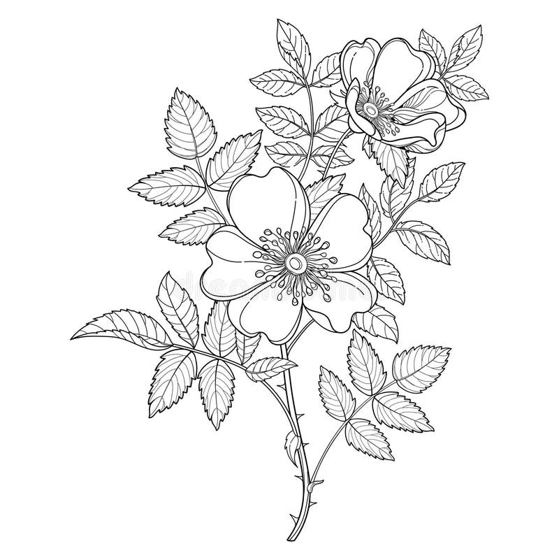 Prairie Graphic Black White Wild West Desert Landscape Sketch ...