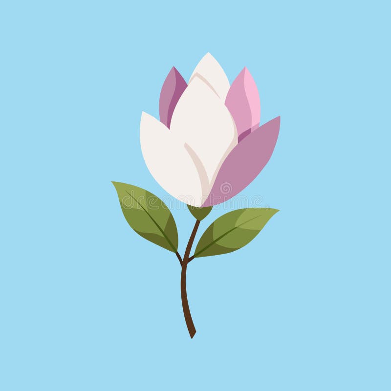 Bigleaf Magnolia Flower Vector Artwork Stock Illustration ...