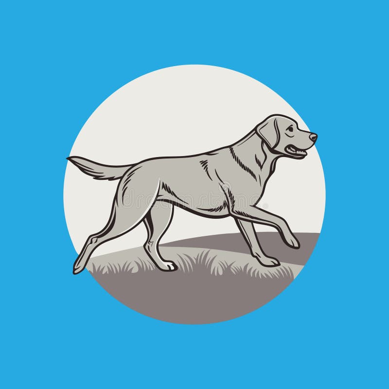 A Labrador Retriever in Mid-run, Showcasing Movement and Muscle ...