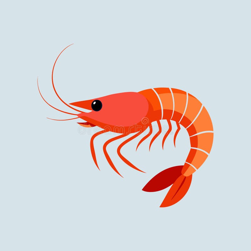Emperor Shrimp Vector Art Illustration Stock Illustration ...