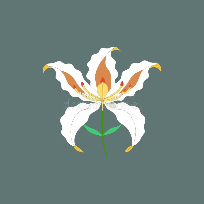 Gloriosa Stock Illustrations – 5,183 Gloriosa Stock Illustrations ...