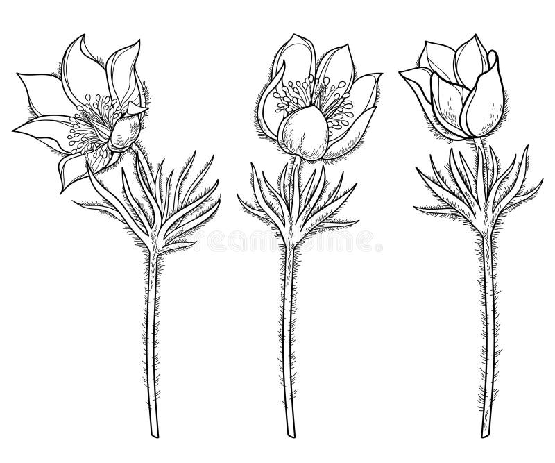 Prairie Graphic Black White Wild West Desert Landscape Sketch ...