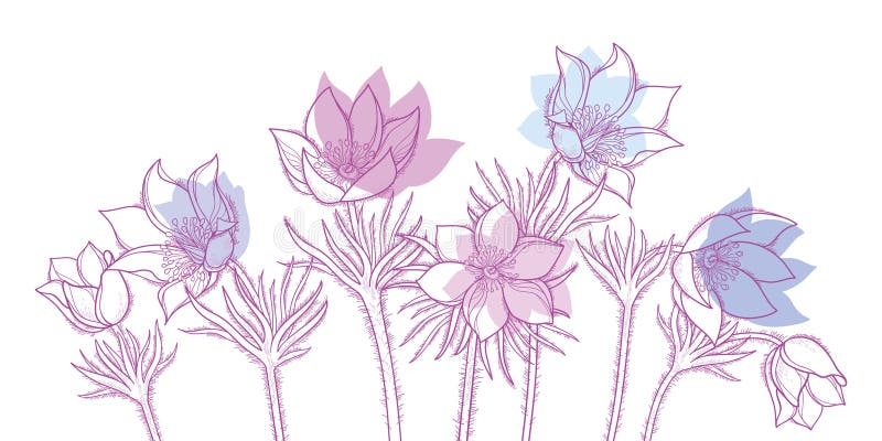 Pink Pasqueflower Stock Illustrations – 34 Pink Pasqueflower Stock ...