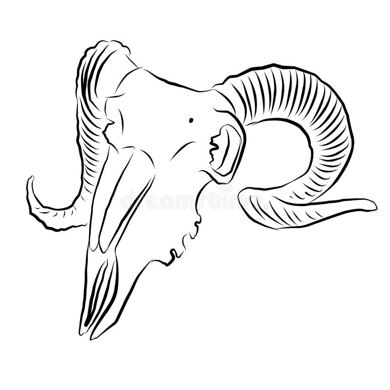 Linear Drawing of a Ram Skull. Stock Vector - Illustration of death ...