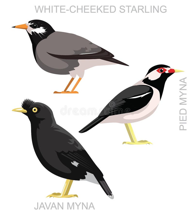 Bird Javan Myna Starling Asia Set Cartoon Vector Stock Vector ...