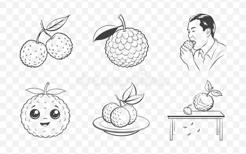 Exquisite Lychee Line Art Vector Illustrations Stock Vector ...