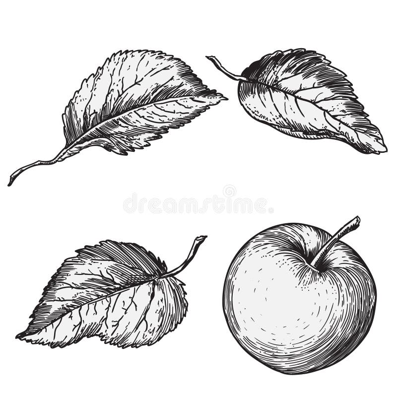 Drawing of an Apple in Engraving Style Stock Vector - Illustration of ...