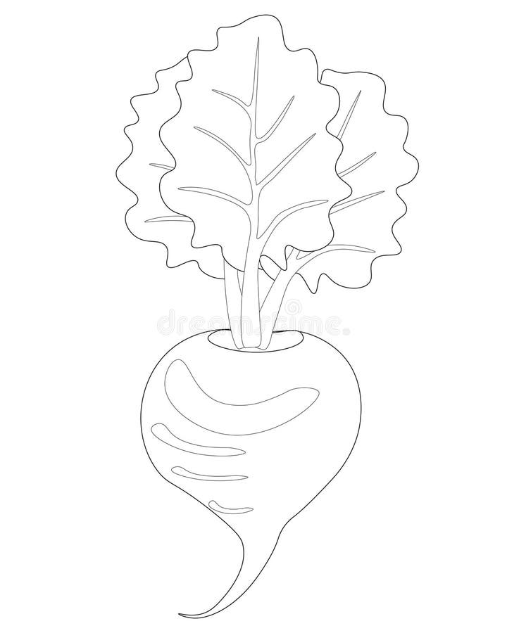 Beetroot Line Drawing Vector Illustration Stock Illustration ...