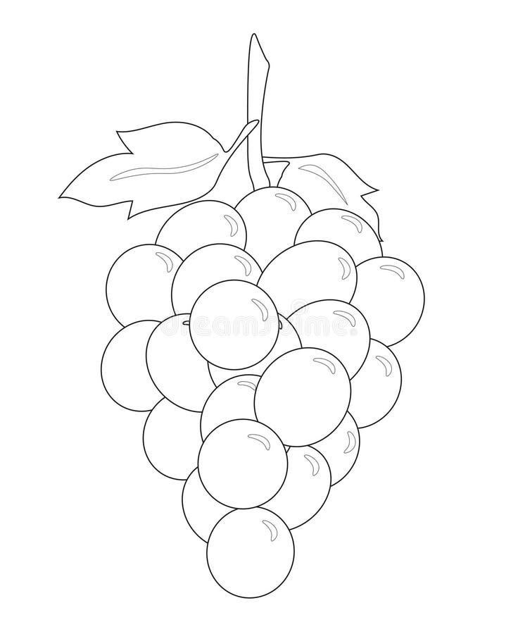 Bunch of Grapes Line Drawing Vector Illustration Stock Vector ...