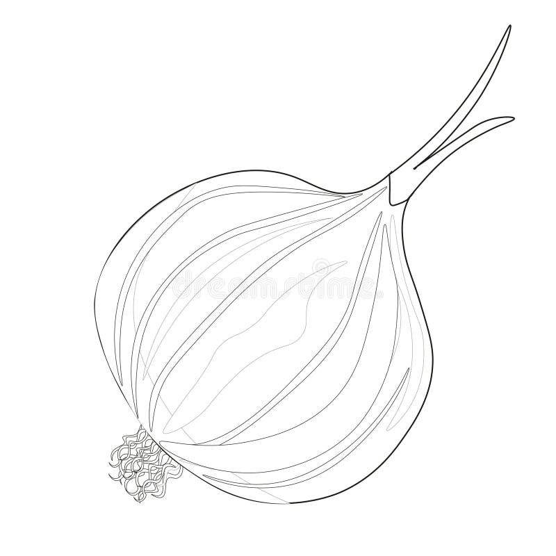 Onion Line Drawing Vector Illustration Stock Illustration ...