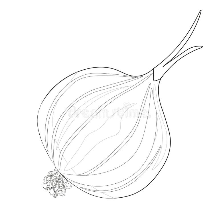 Onion Line Drawing Vector Illustration Stock Illustration ...