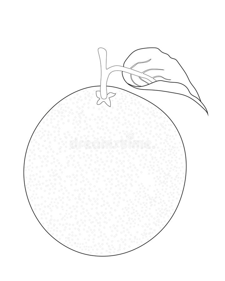 Orange Line Drawing Vector Illustration Stock Illustration ...